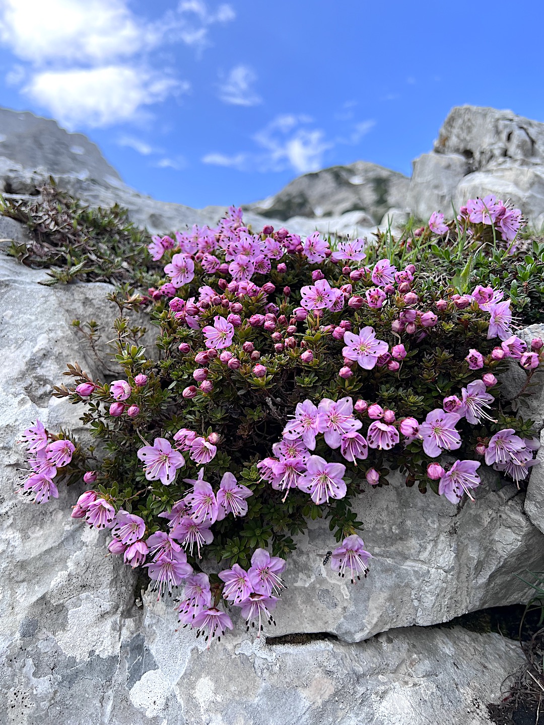 PASS FLOWERS CU VERTICAL – Mellow Wanderer